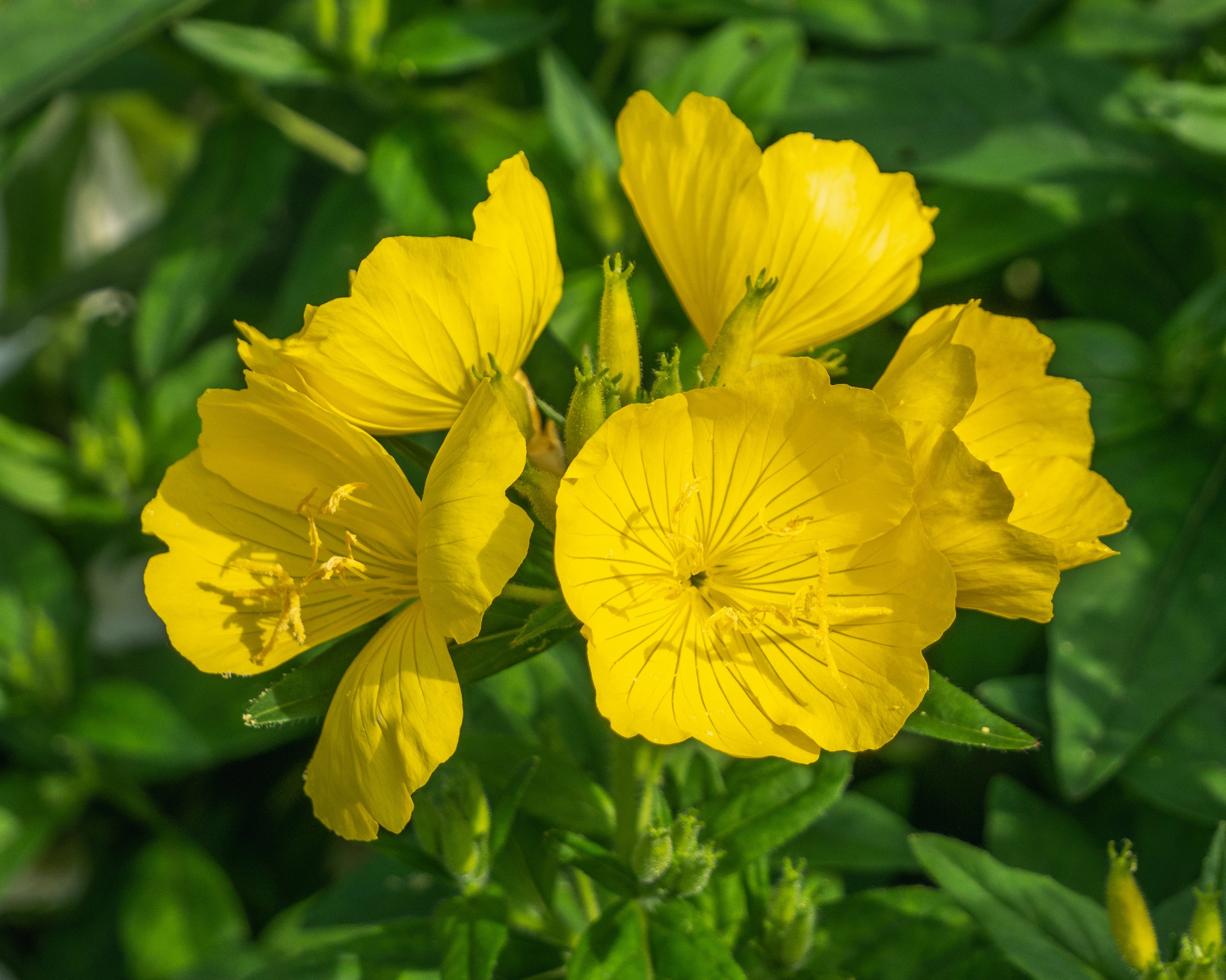 Gin – Glendalough Distillery